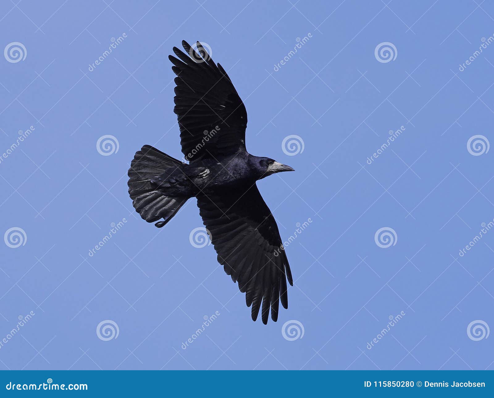 Frugilegus Del Corvus Del Grajo Foto de archivo - Imagen de animal ...