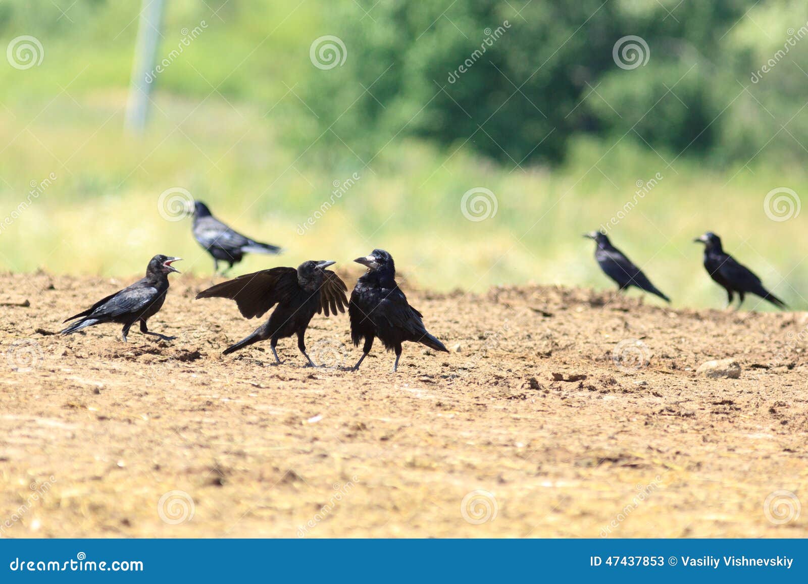 Frugilegus Del Corvus, Grajo Imagen de archivo - Imagen de bebé, grajo ...