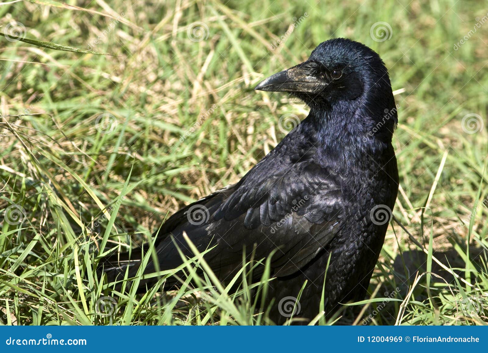 Frugilegus Del Grajo/del Corvus Imagen de archivo - Imagen de invierno ...