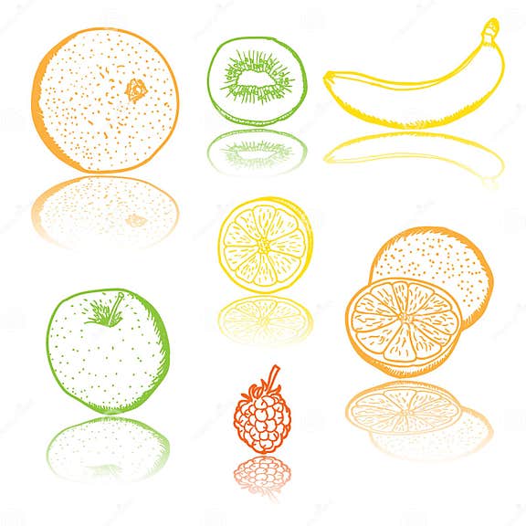 Fruit stock vector. Illustration of juicy, drawing, hand - 18416720