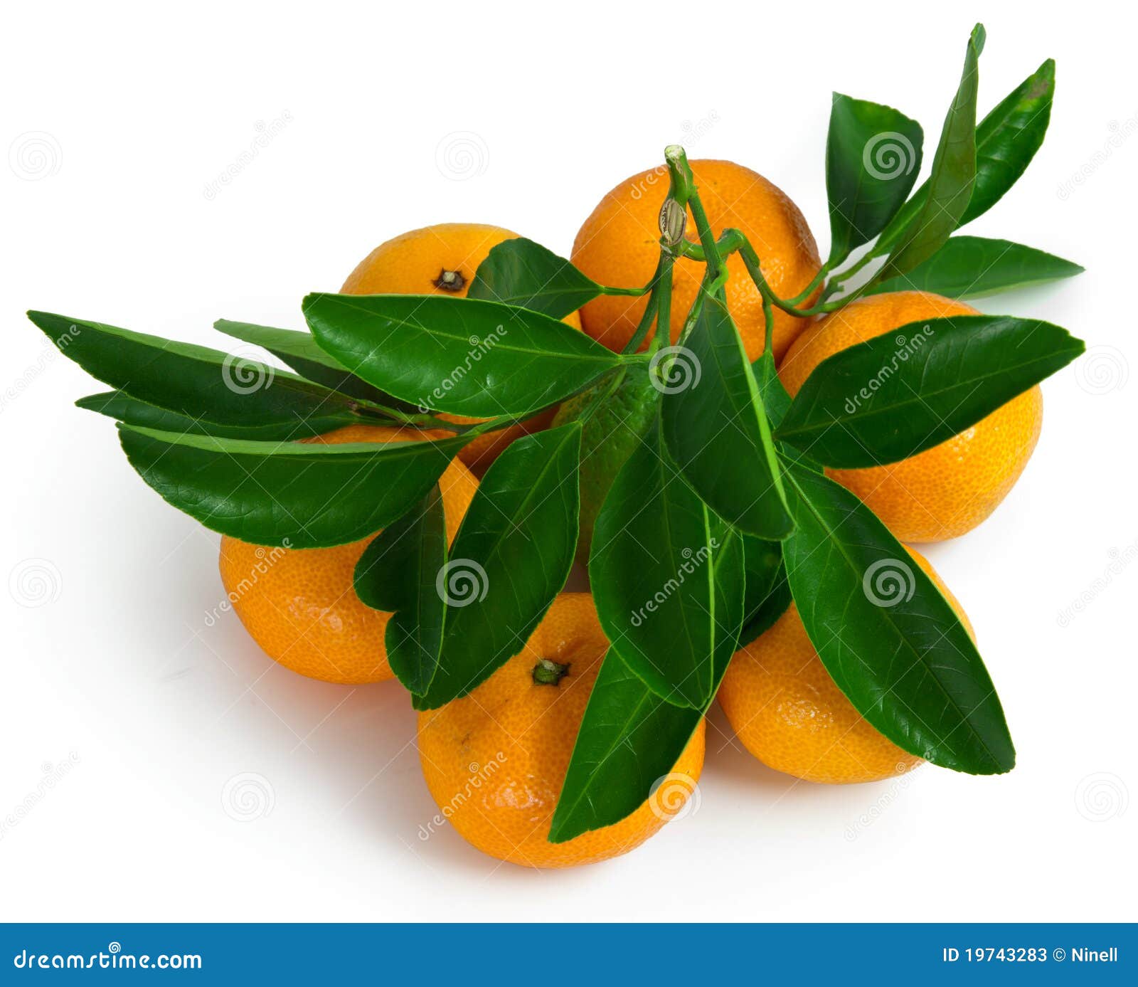 Fruit stock image. Image of full, mandarin, nature, freshness - 19743283