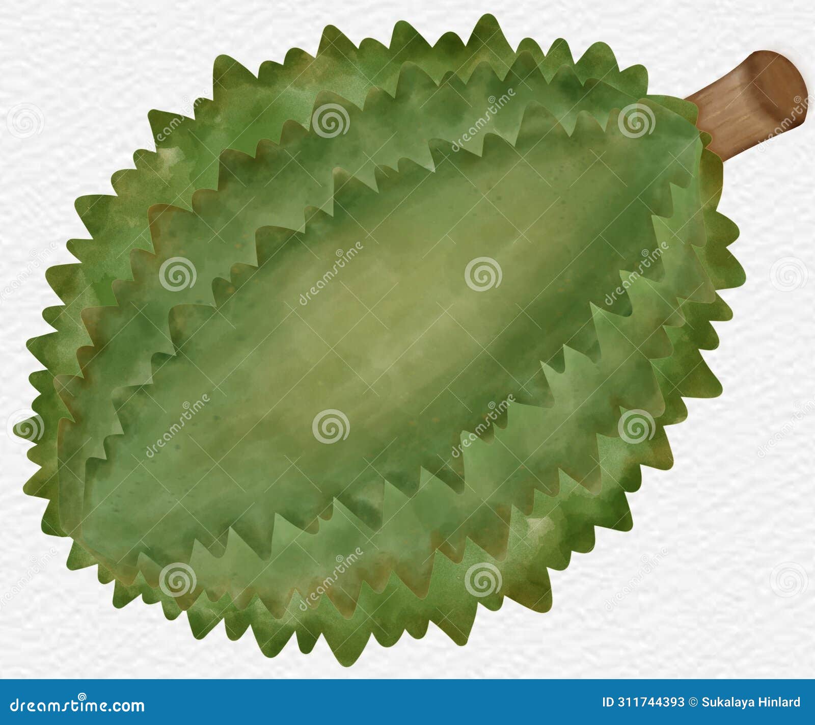 Durian Hand Drawn, Isolated Fruit Painting Watercolor Illustration ...