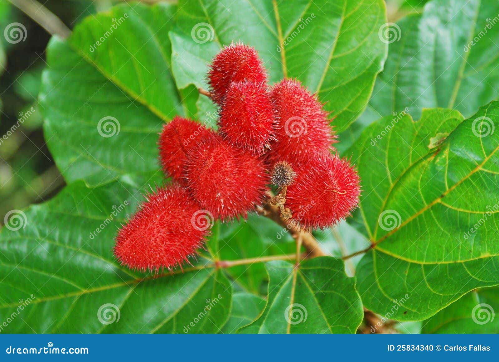 Fruit Achiote on tree stock photo. Image of achiote, annatto - 25834340
