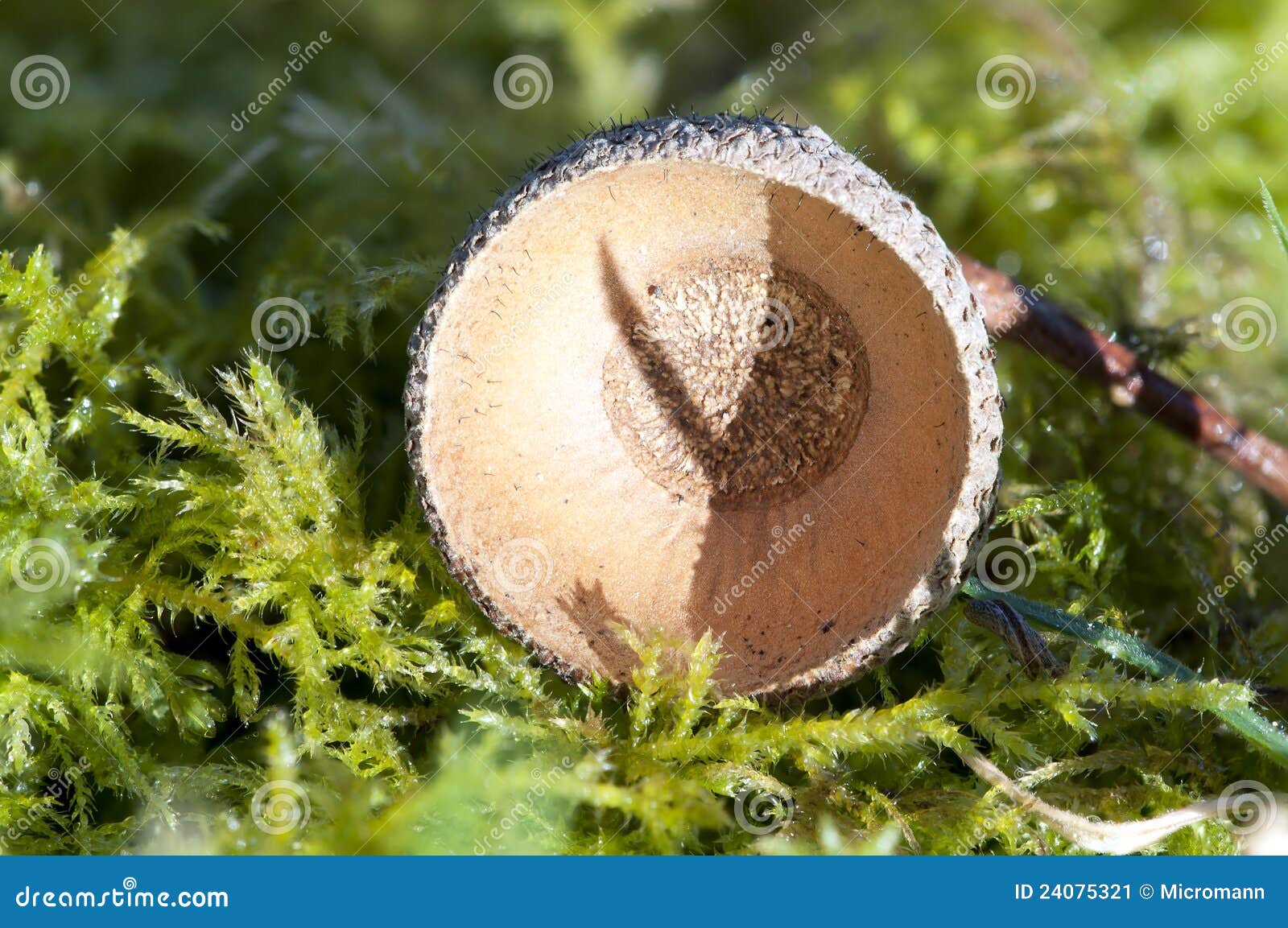 Fruit an acorn cup stock image. Image of quercus, acorns - 24075321