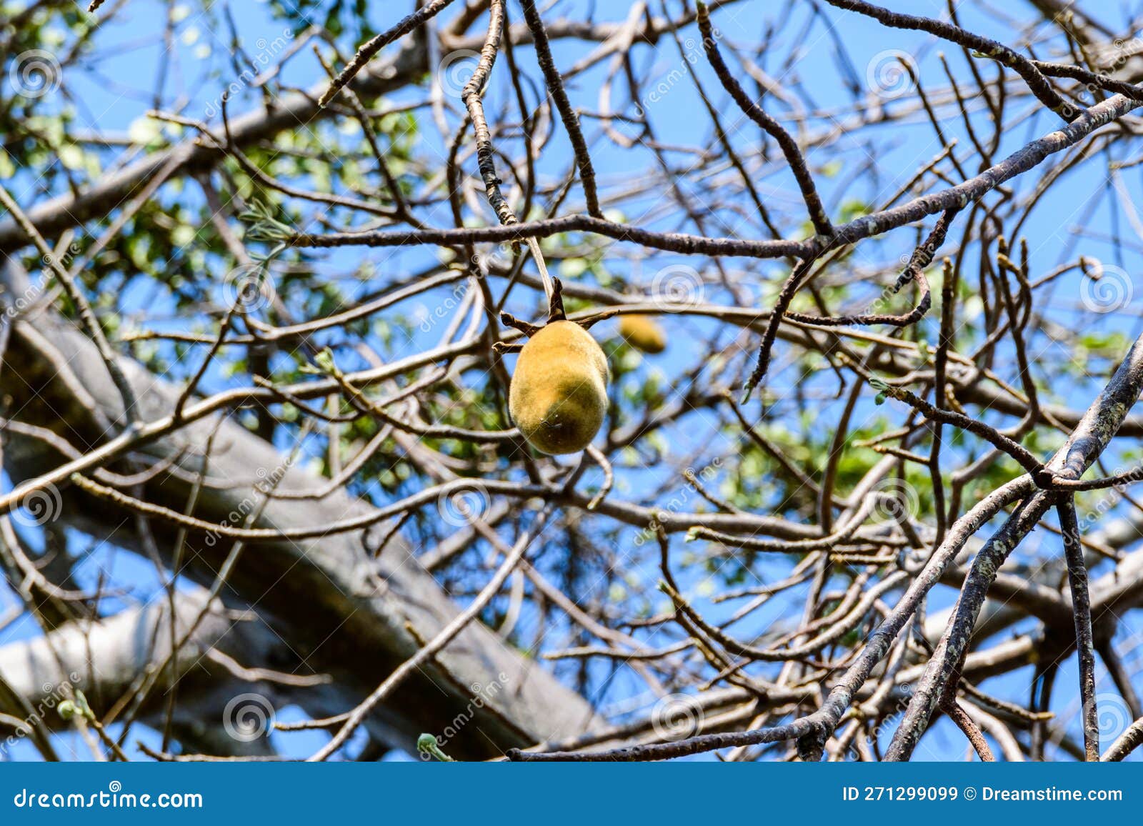 Fruit of African Baobab Tree (adansonia Digitata) Against the Sky Stock ...