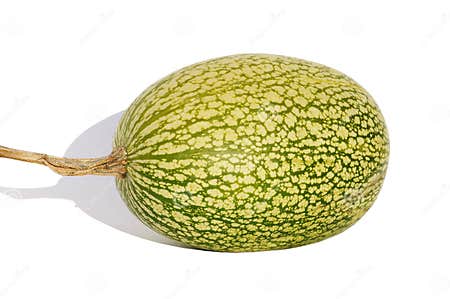 Fruit alcayota stock image. Image of food, edible, cucurbita - 20865633