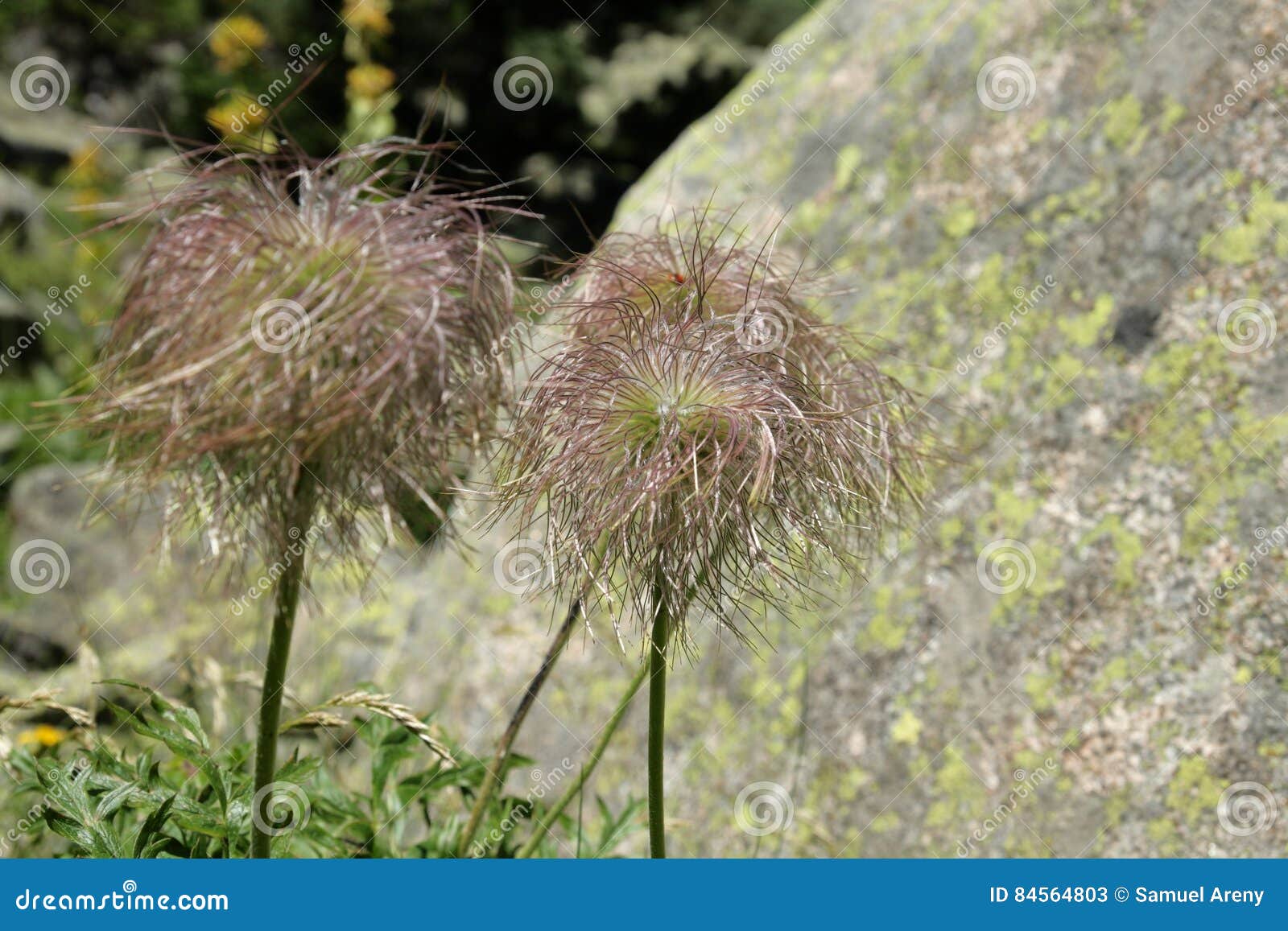 Fruit of alpine anemone stock image. Image of bloom, fruit - 84564803