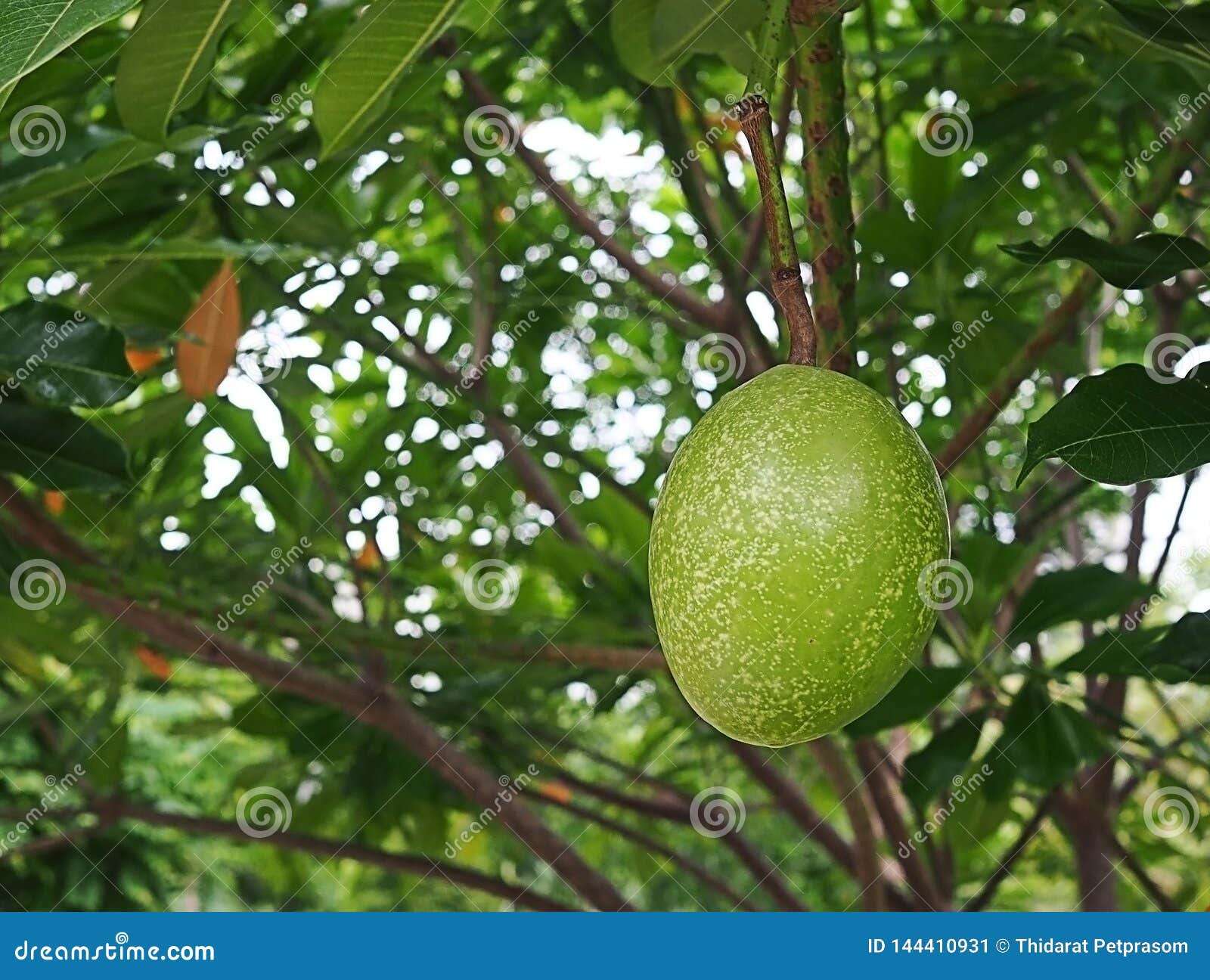 Fruit of Alstonia Scholaris Tree or Devil Tree in Nature Stock Image ...