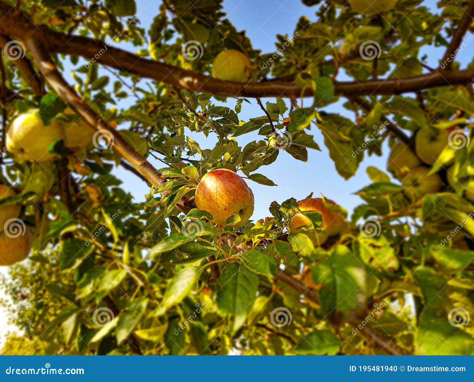 Fruit apple stock photo. Image of trees, fruit, wild - 195481940