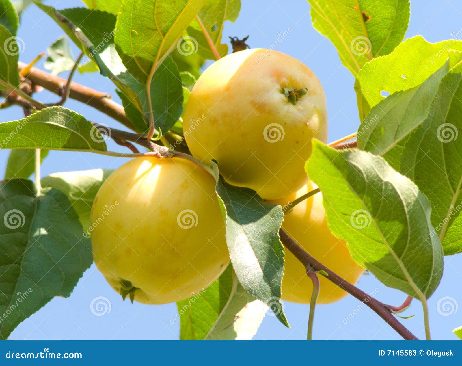 Fruit apples on a branch stock image. Image of stalk, crop - 7145583
