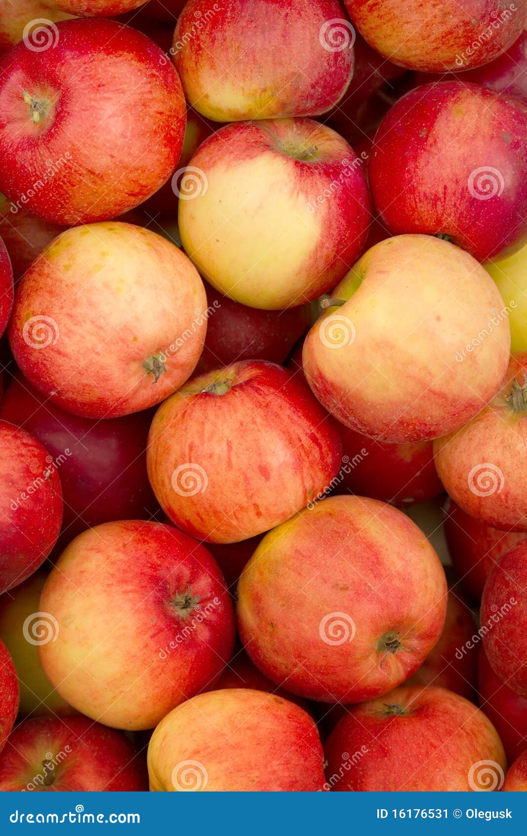 Fruit apples fresh stock image. Image of plantation, nature - 16176531