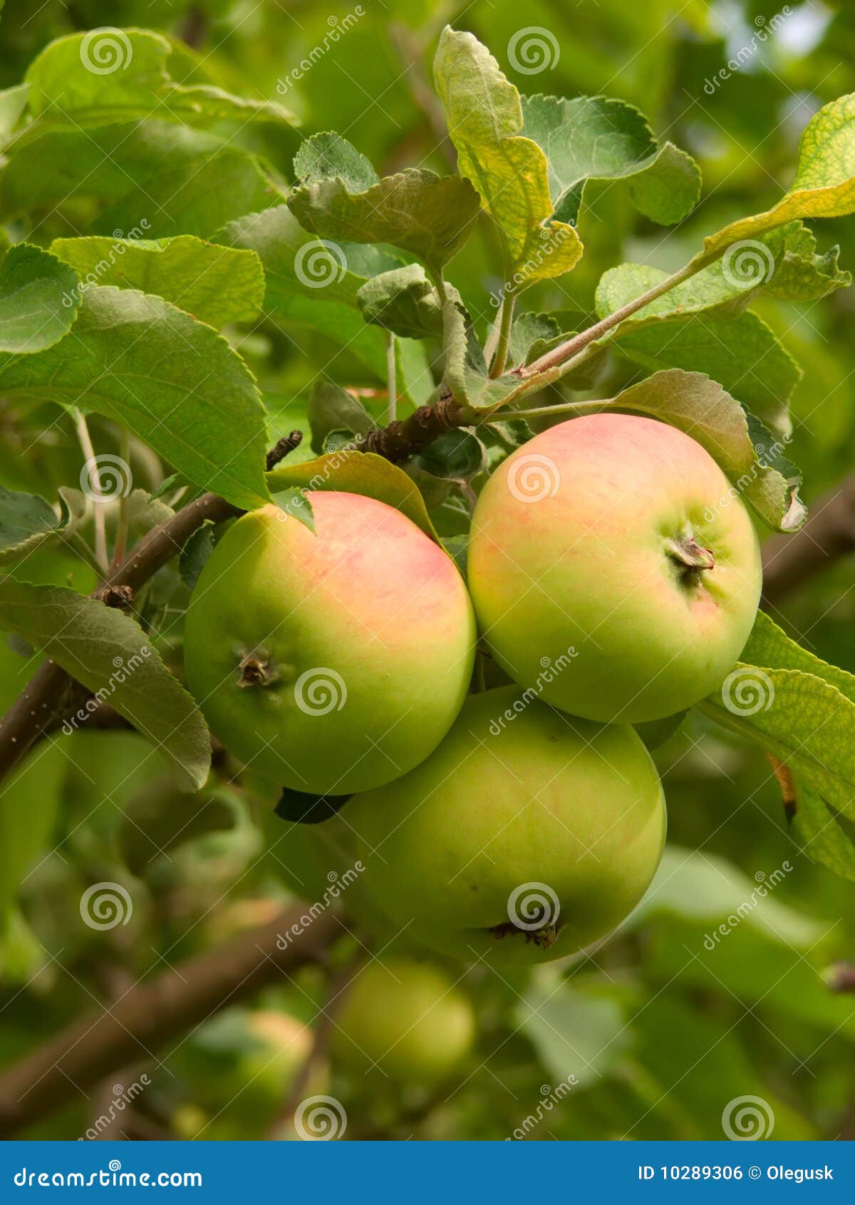 Fruit apples on a tree stock photo. Image of vegetative - 10289306