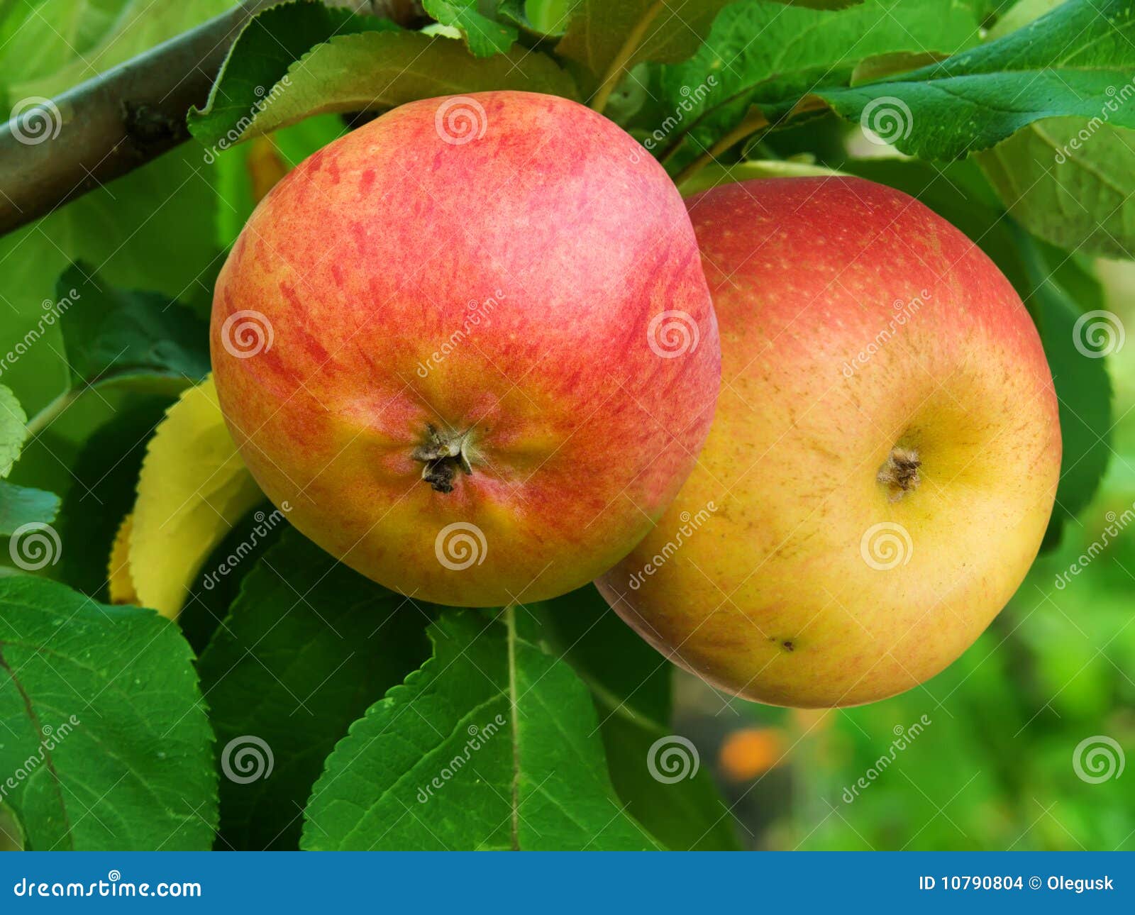 Fruit apples on a tree stock photo. Image of trunk, agriculture - 10790804