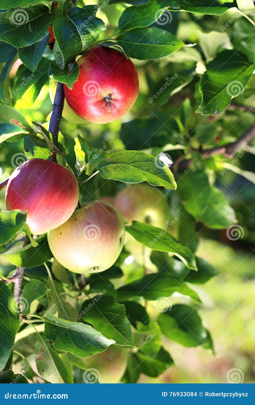 Fruit apples on a tree stock photo. Image of apples, tree - 76933084
