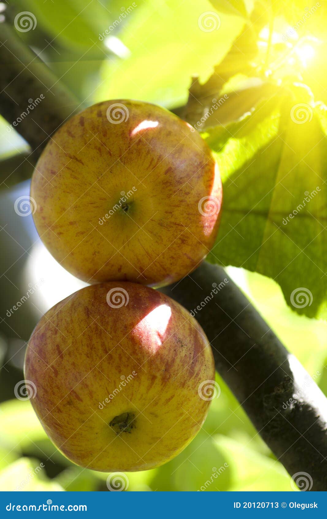 Fruit apples tree sunlight stock image. Image of fruit - 20120713