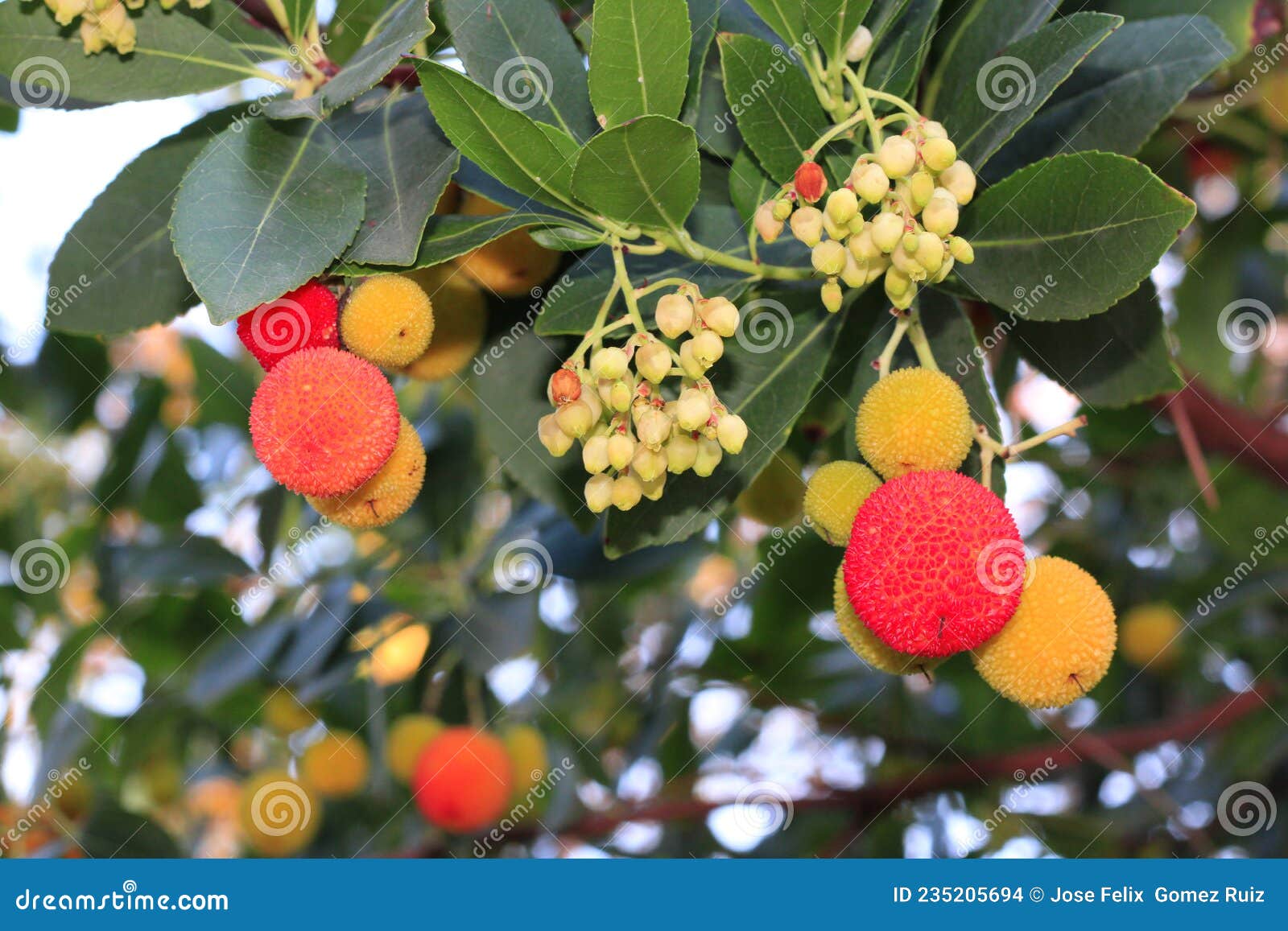 Close-up of the Fruit of the Arbutus Unedo Stock Photo - Image of tree ...