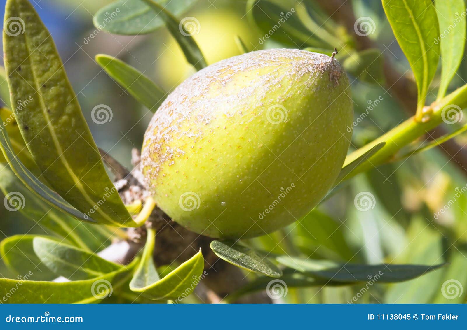 Fruit of the Argan Tree (Argania Spinosa) Stock Image - Image of tree ...