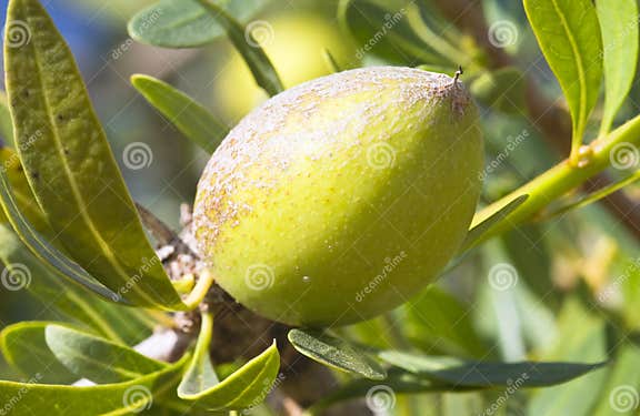 Fruit of the Argan Tree (Argania Spinosa) Stock Image - Image of tree ...