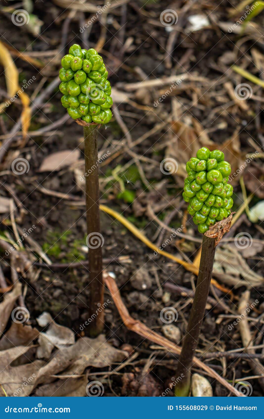 The Fruit of Arum Italiicum Stock Image - Image of green, variegated ...