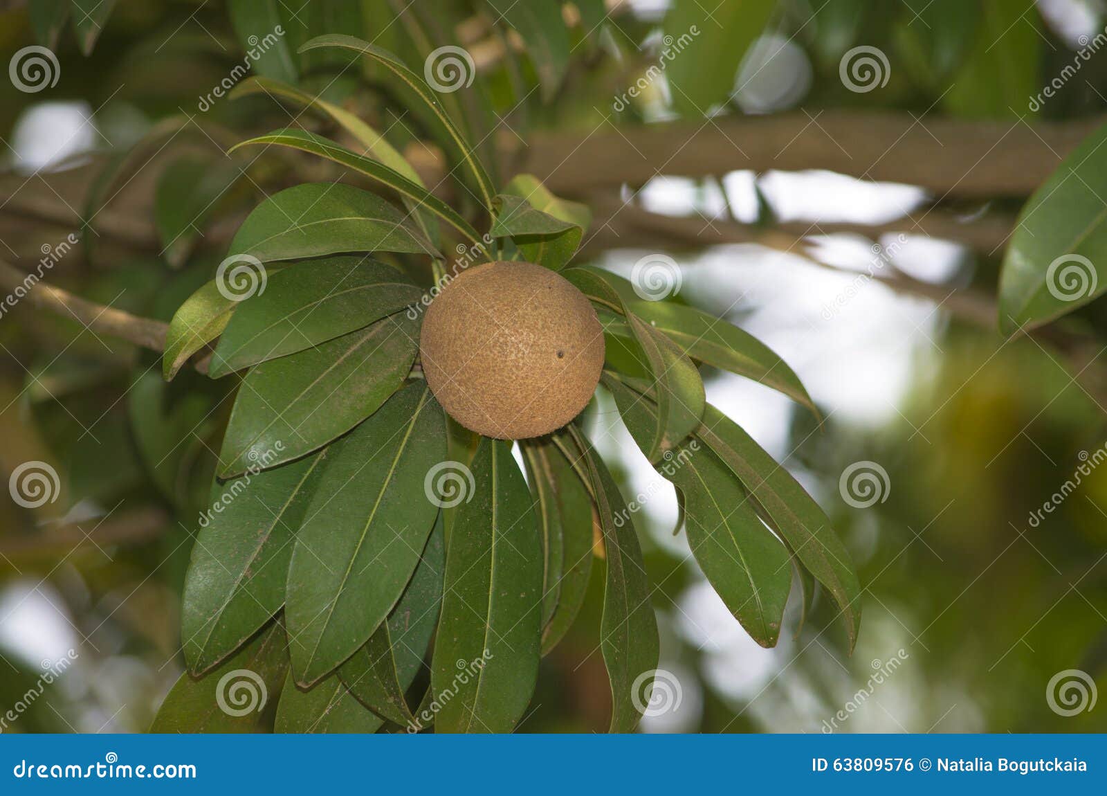 Fruit of Asia of Mamey American Stock Photo - Image of mamey, apricot ...
