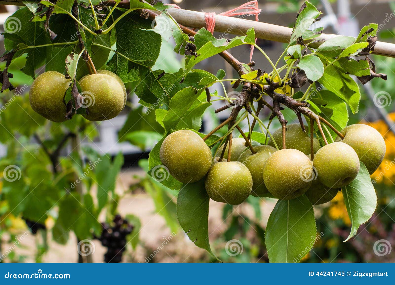 Fruit Asiatique De Poires Sur Un Arbre Image stock - Image du organique ...