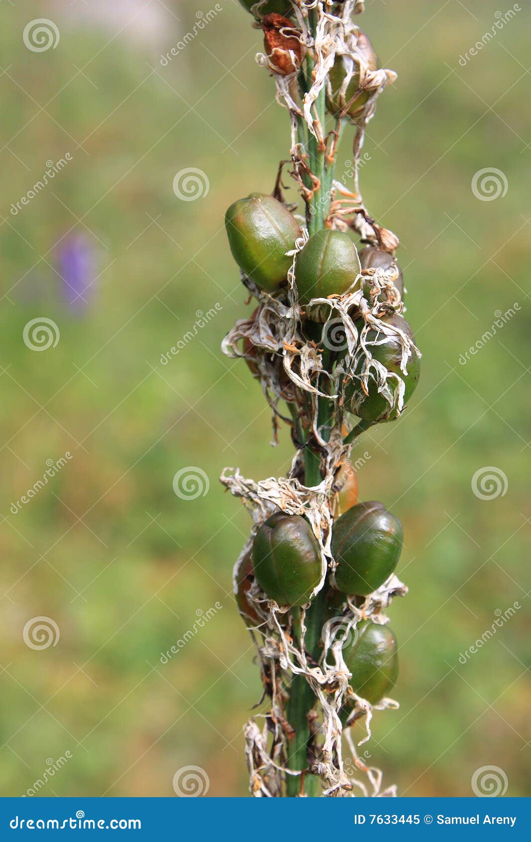Fruit of asphodel stock image. Image of flora, monocot - 7633445