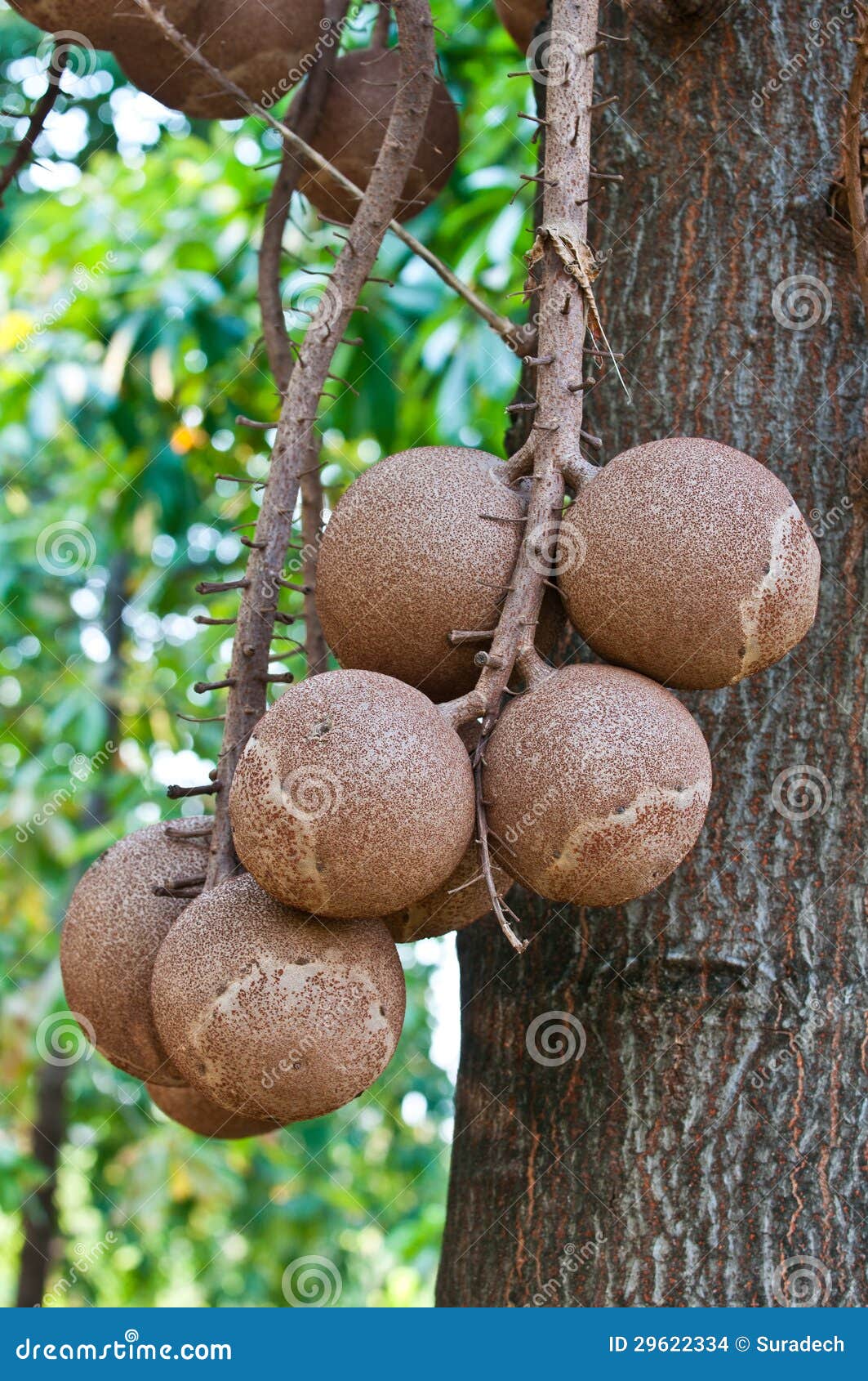 Fruit Ball stock photo. Image of park, tree, brown, buddhism - 29622334