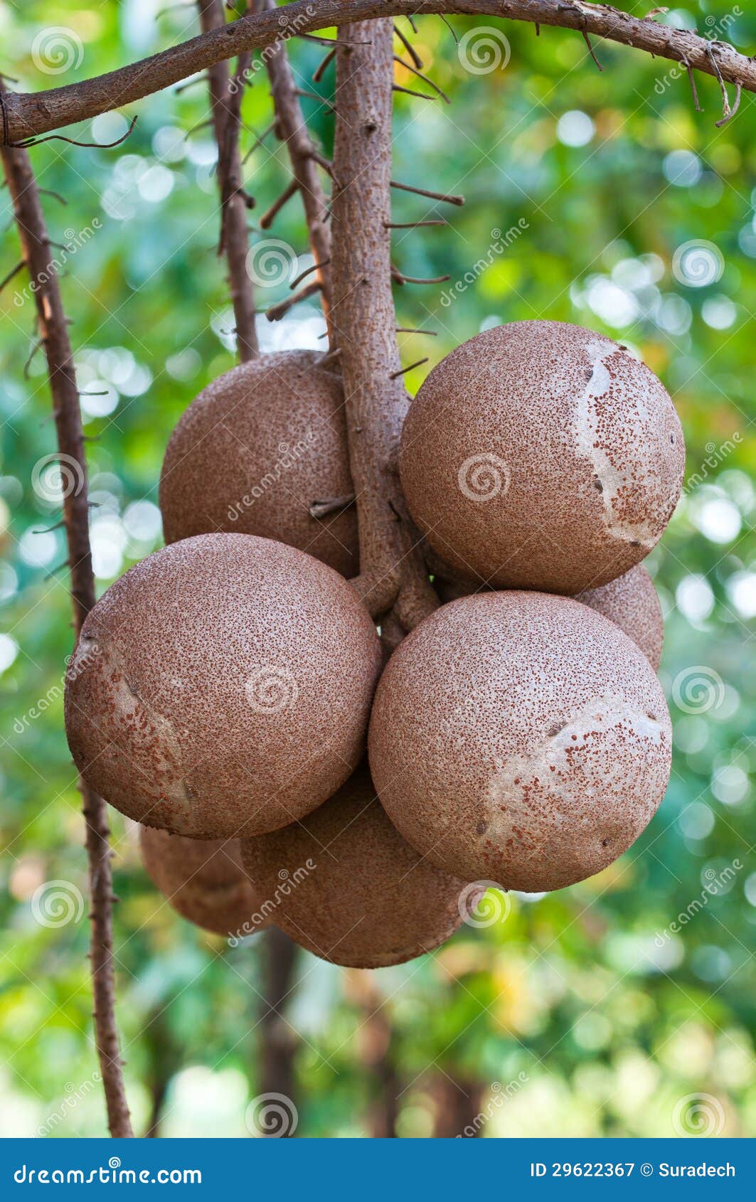Fruit Ball stock image. Image of nature, park, close - 29622367