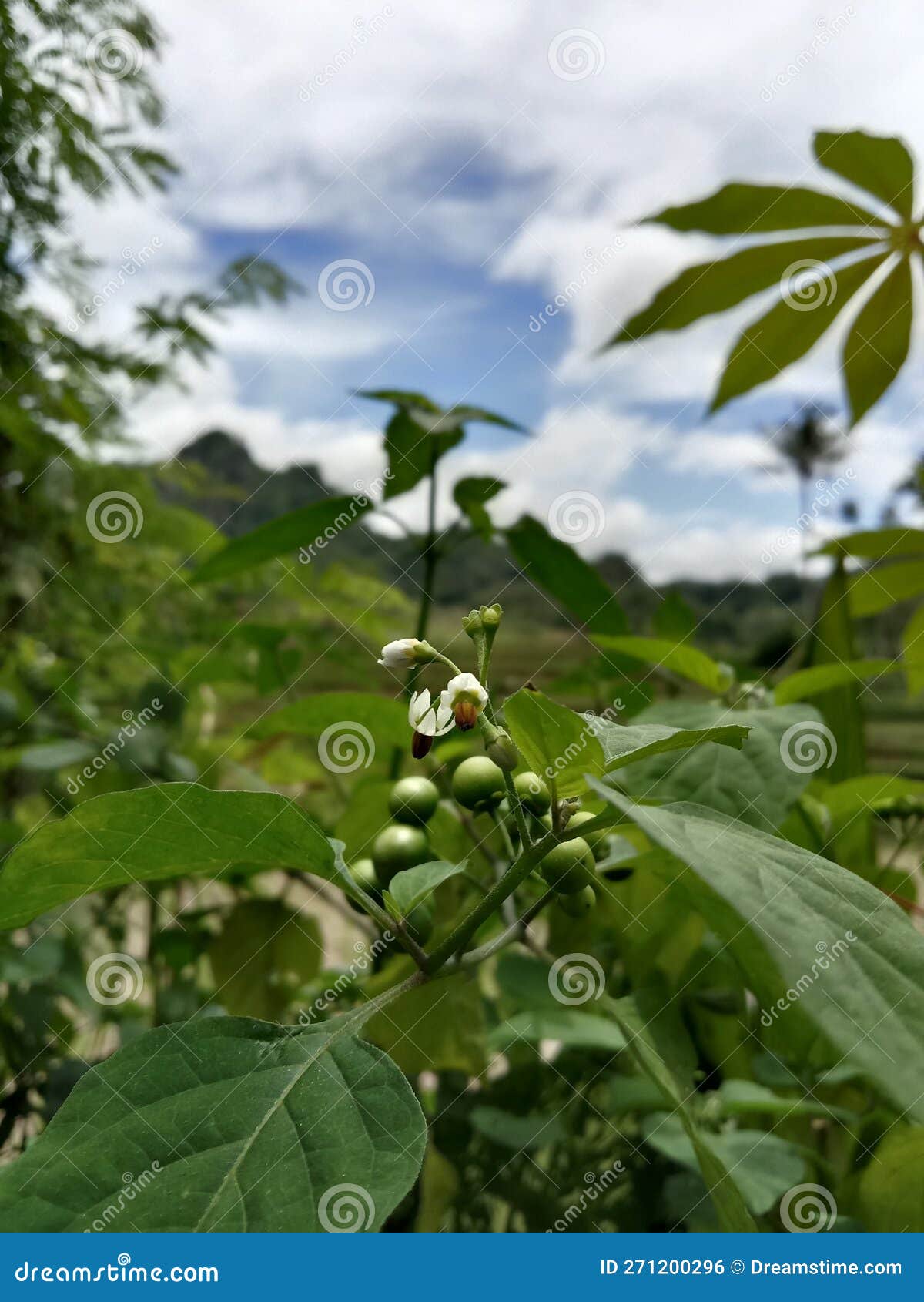 Fruit ball green scren stock photo. Image of natural - 271200296