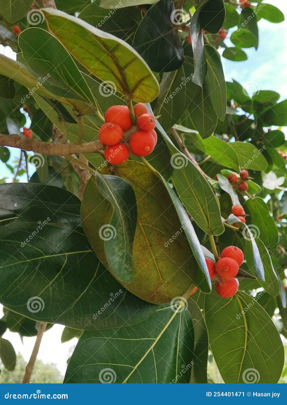 Fruit of the banyan tree stock image. Image of plant - 254401471