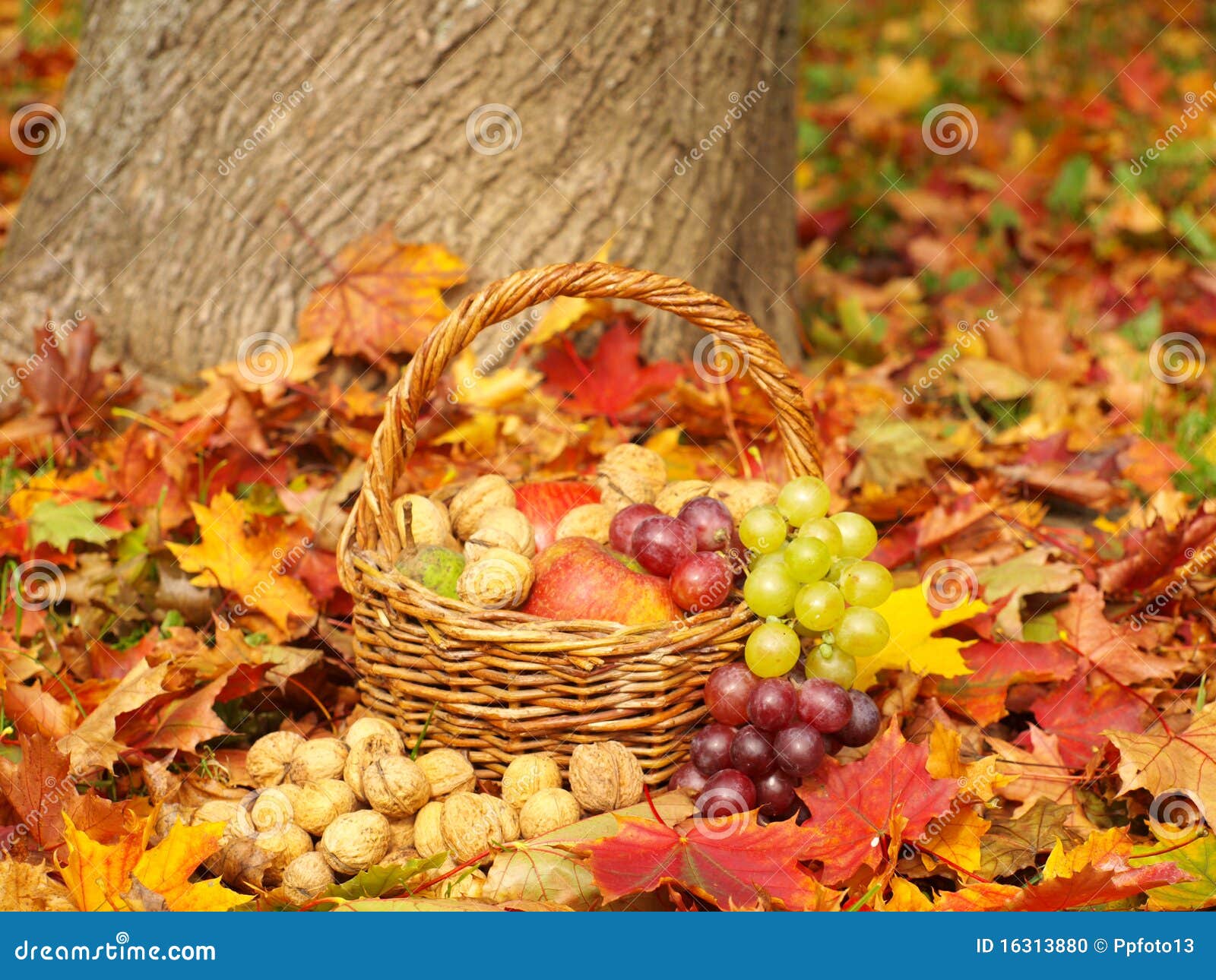 Fruit basket in the garden stock photo. Image of dark - 16313880
