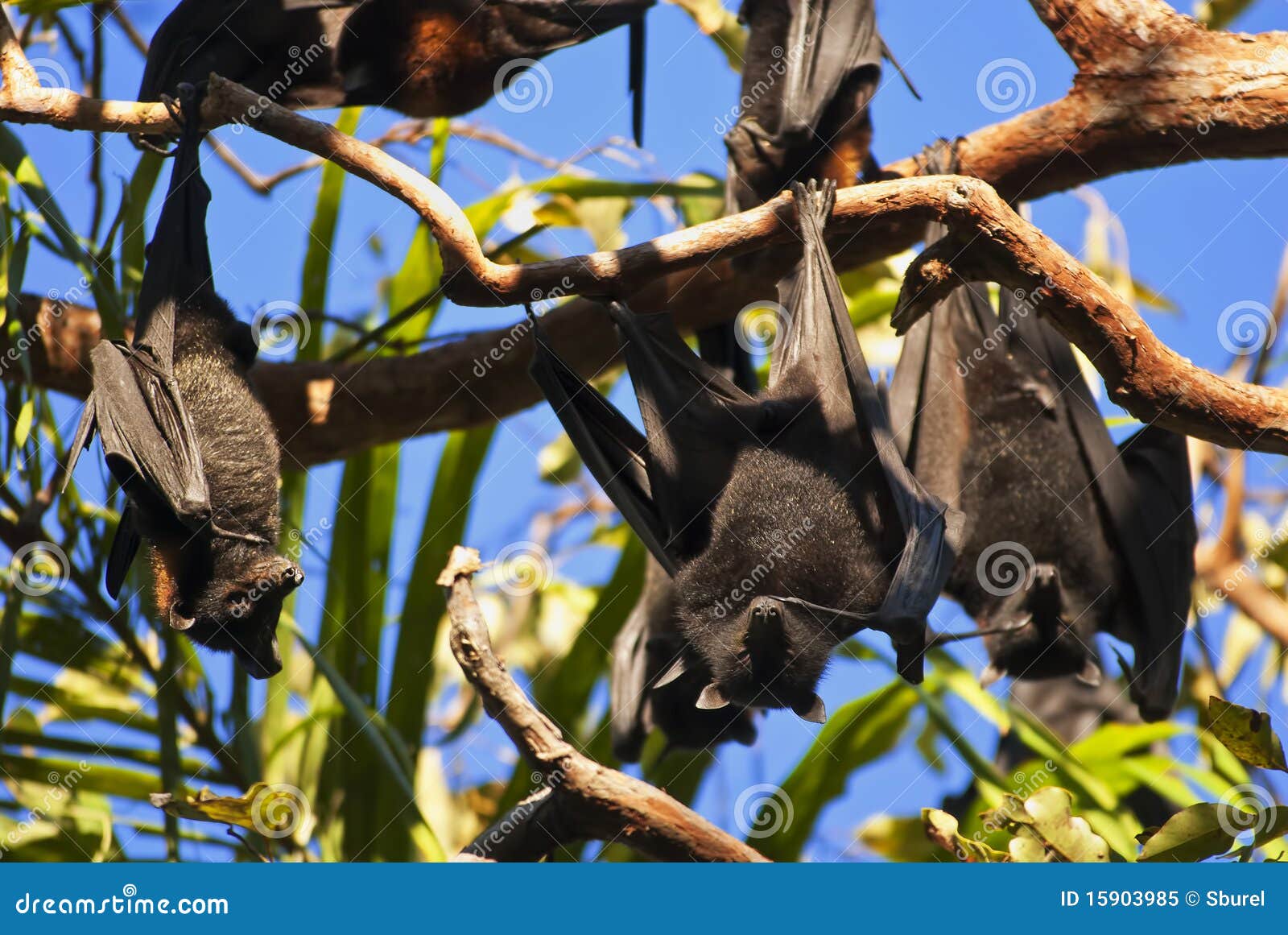 Fruit bat stock image. Image of national, fruit, litchfield - 15903985
