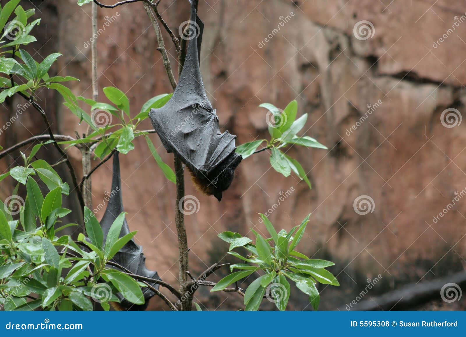 Fruit Bat Picture. Image: 5595308