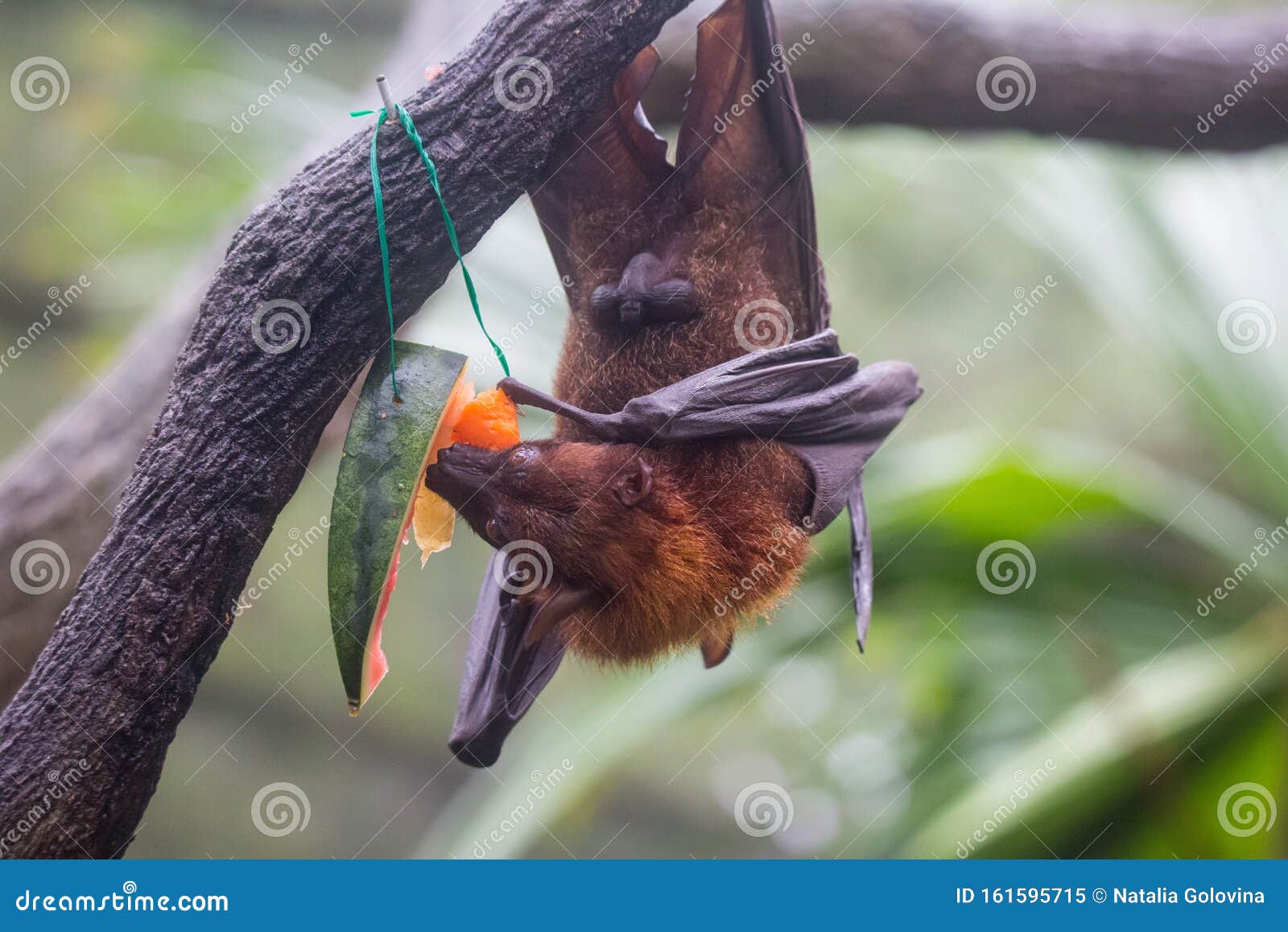Fruit Bat Also Known As Flying Fox With Big Leather Wings Hanging Upside And Down Eating Juicy