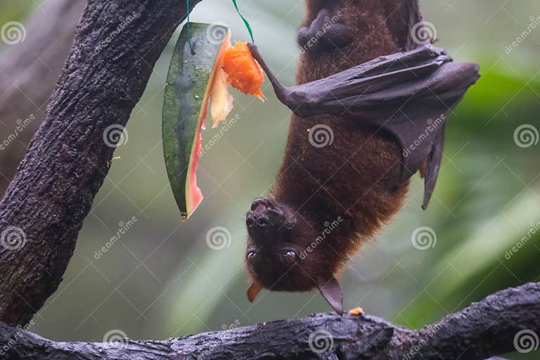 Fruit Bat Also Known As Flying Fox With Big Leather Wings Hanging Upside And Down Eating Juicy