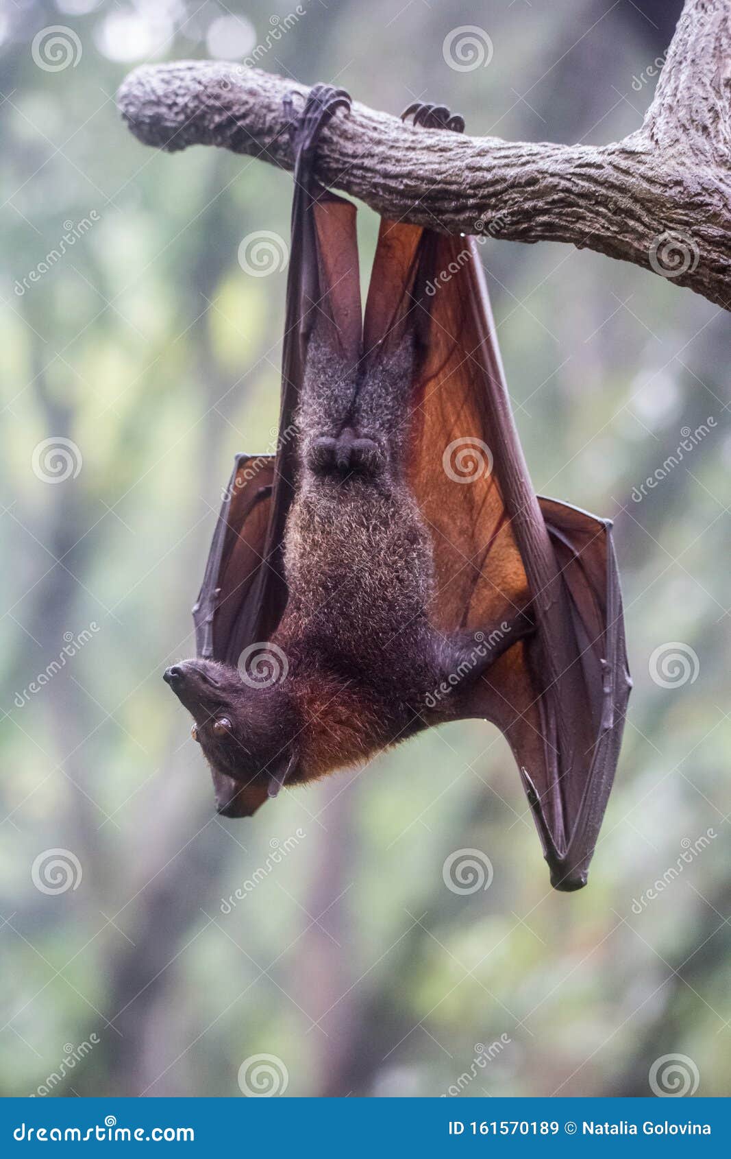 Fruit Bat Also Known As Flying Fox with Big Leather Wings Hanging ...