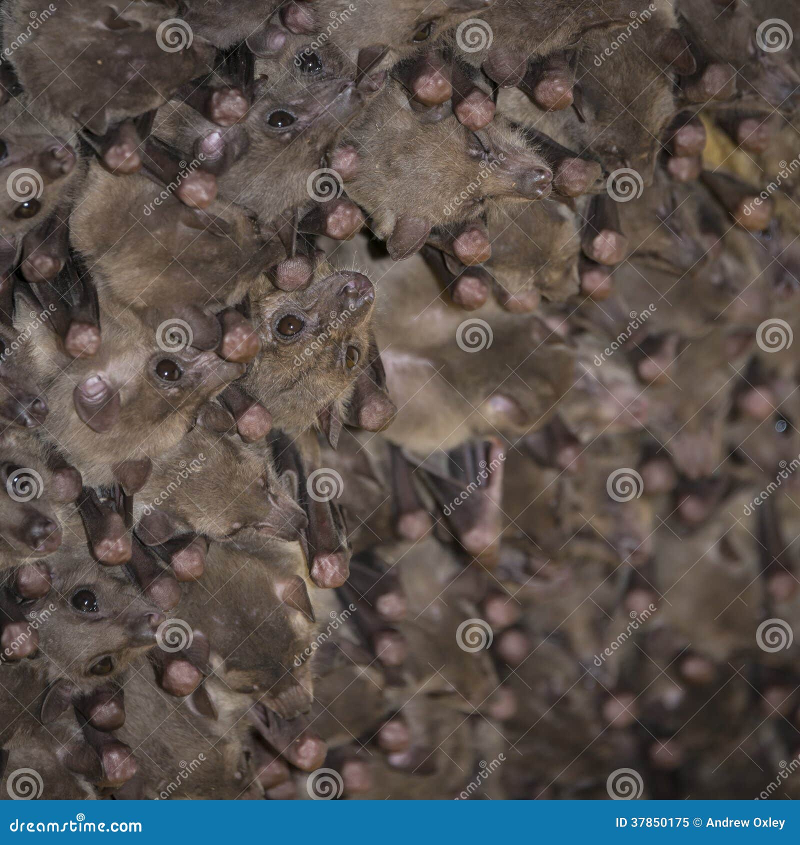 Fruit bat colony stock image. Image of crowd, england - 37850175