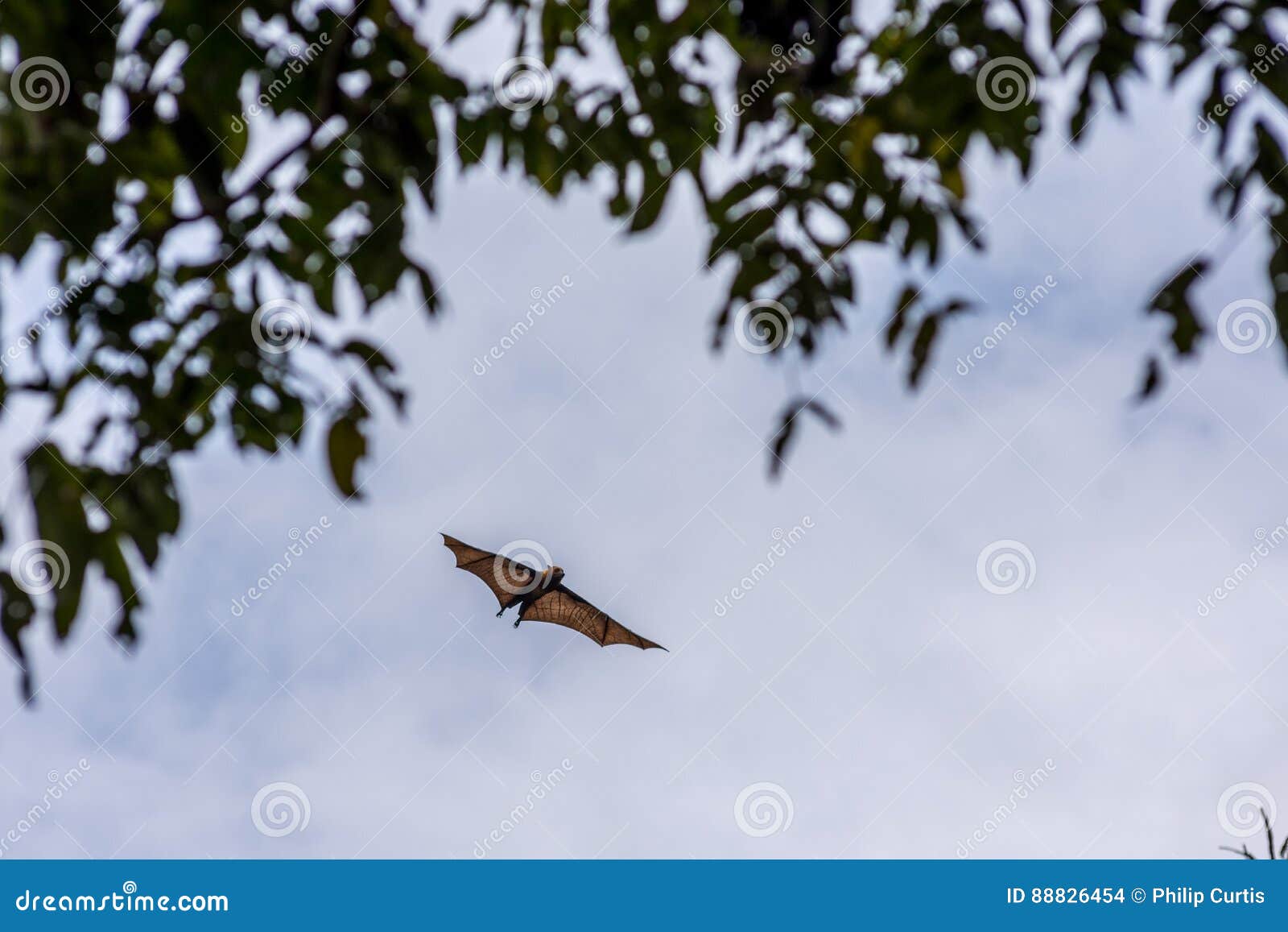 Fruit Bat in Flight during the Day Stock Photo - Image of scary ...