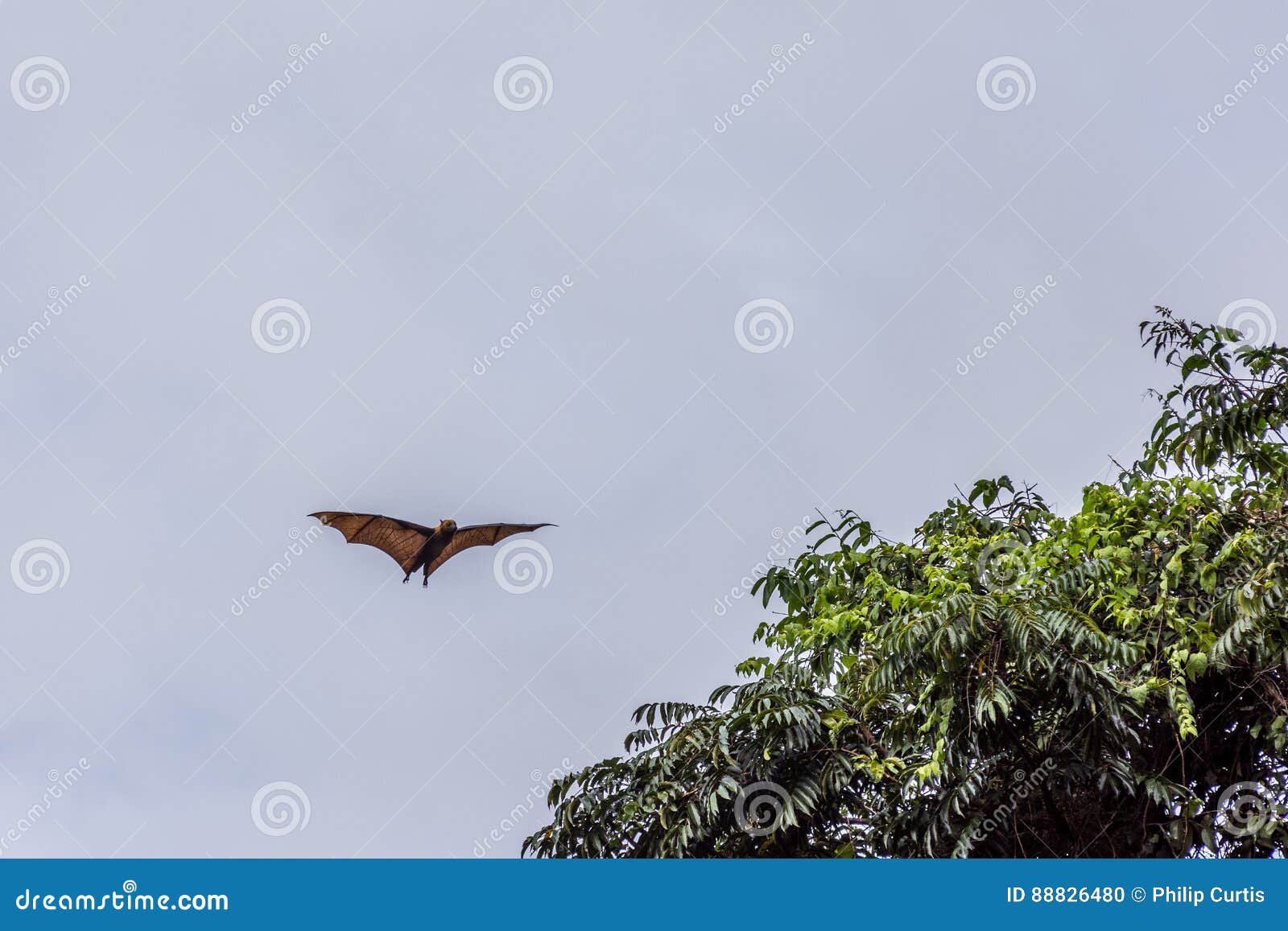 Fruit Bat in Flight during the Day Stock Photo - Image of ...