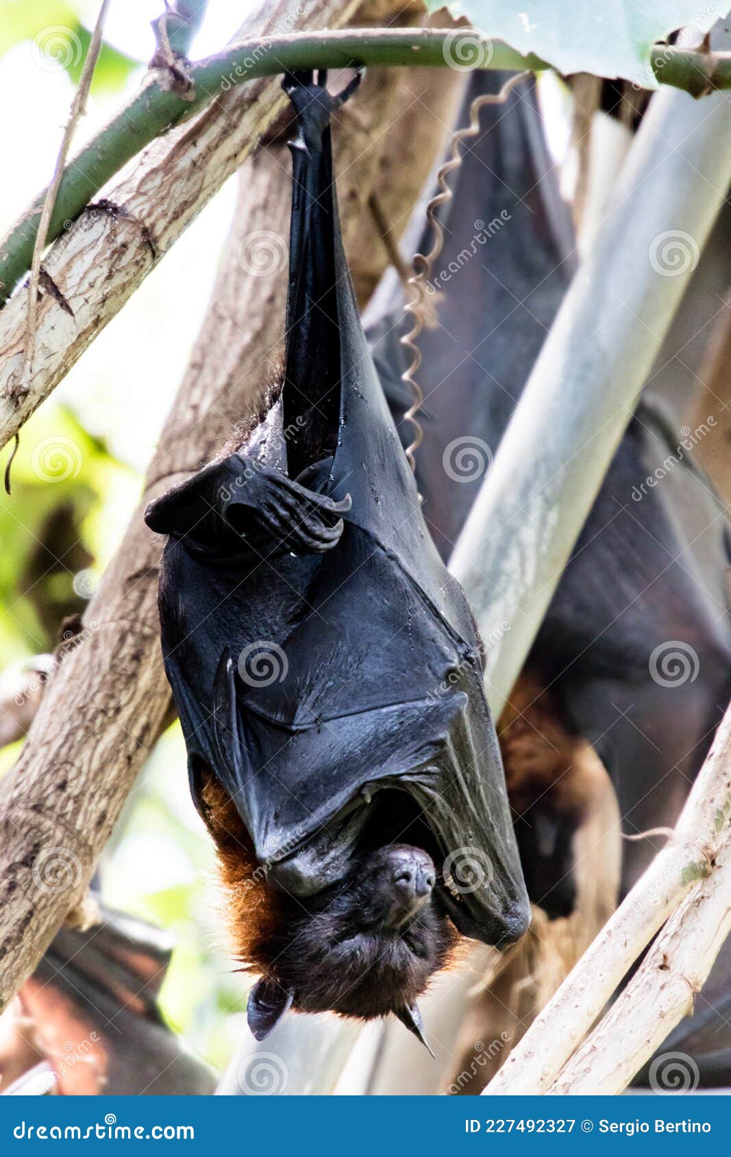 Fruit Bat or Flying Fox Hanging from a Tree Stock Image - Image of ...