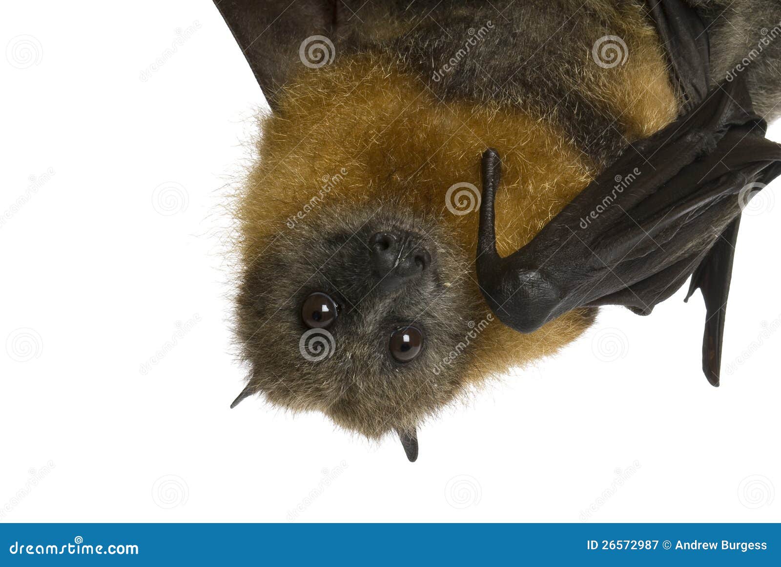 Fruit Bat Hanging Upside Down