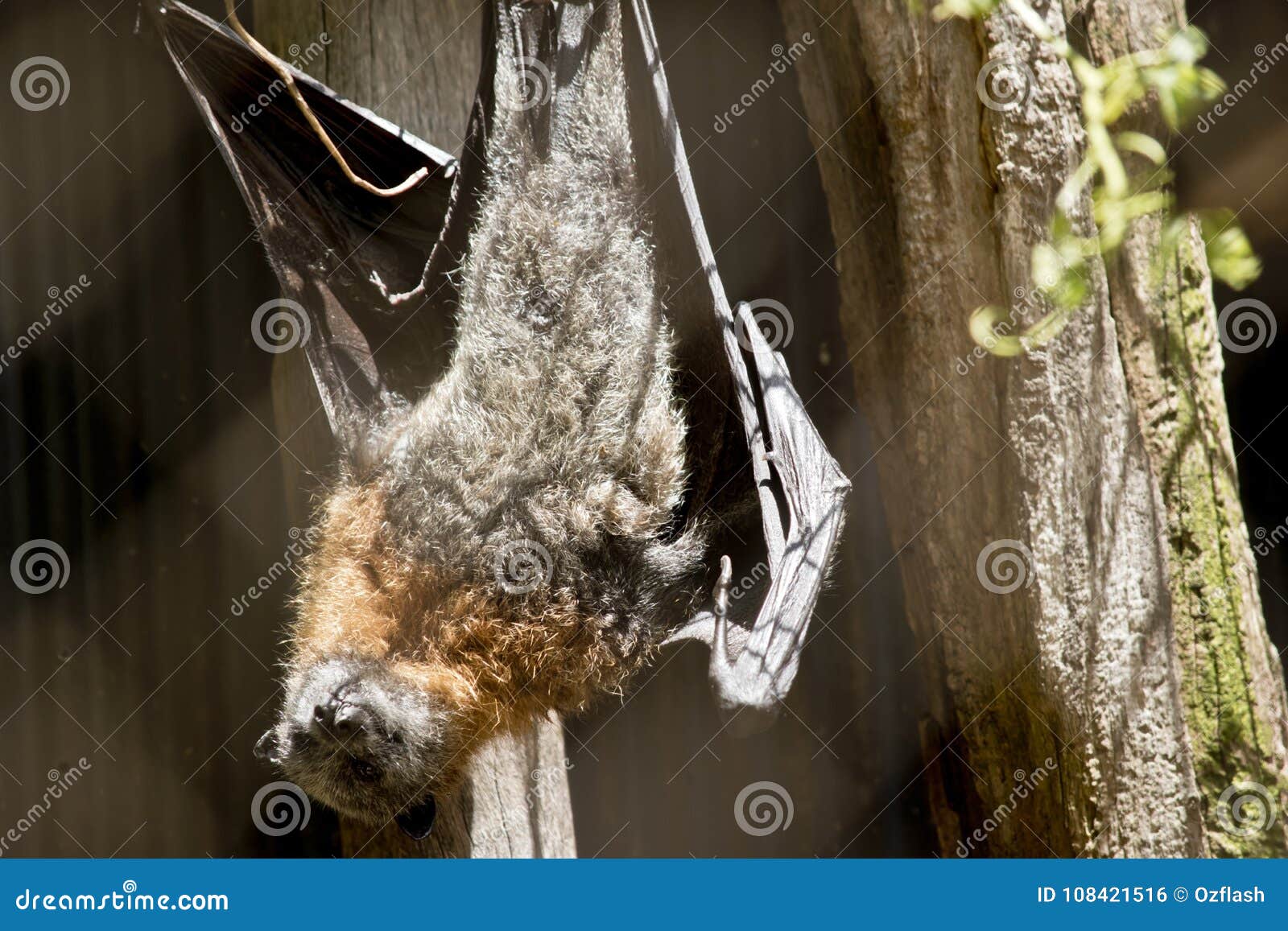 A fruit bat stock photo. Image of animal, fruit, australia - 108421516