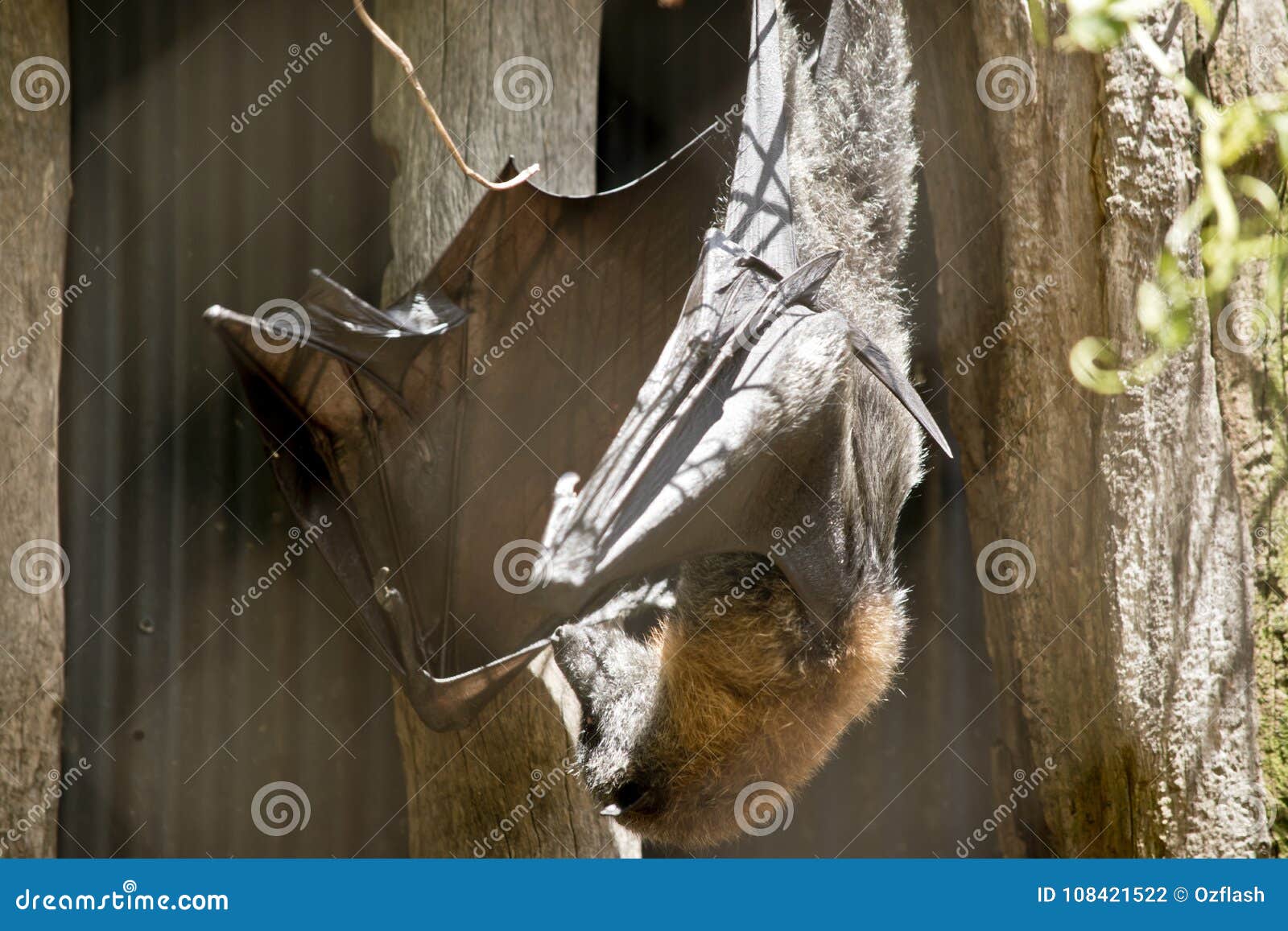 A fruit bat stock photo. Image of brown, claws, wings - 108421522