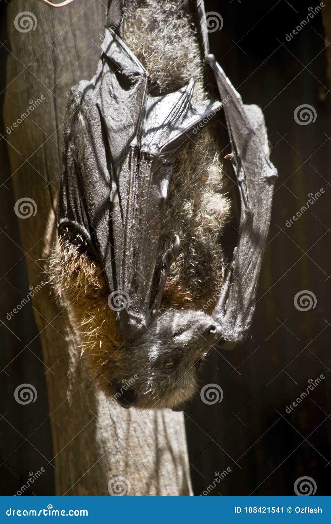 A fruit bat stock image. Image of fruit, claws, grey - 108421541