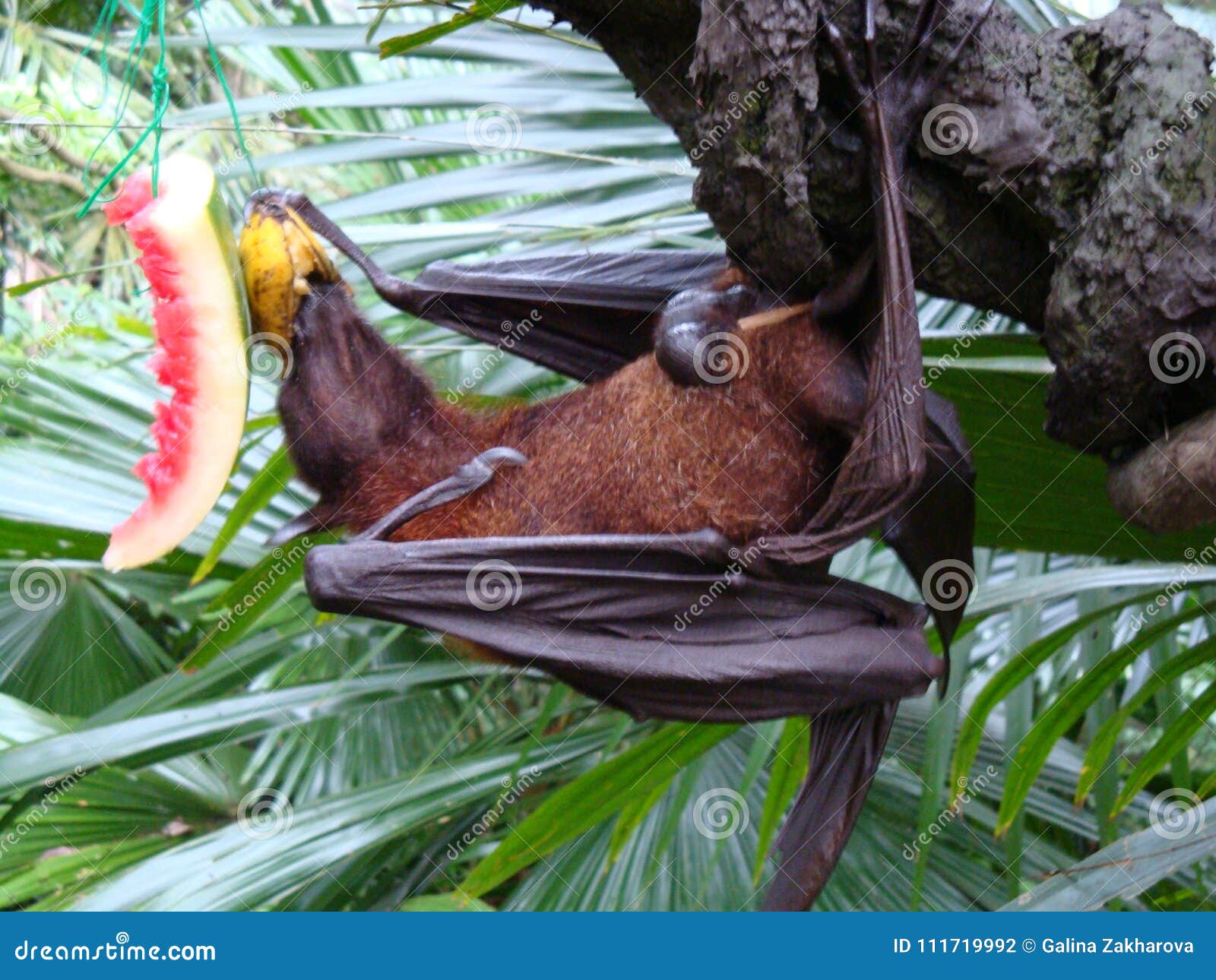 Fruit bat stock photo. Image of fruit, feeding, singapore - 111719992