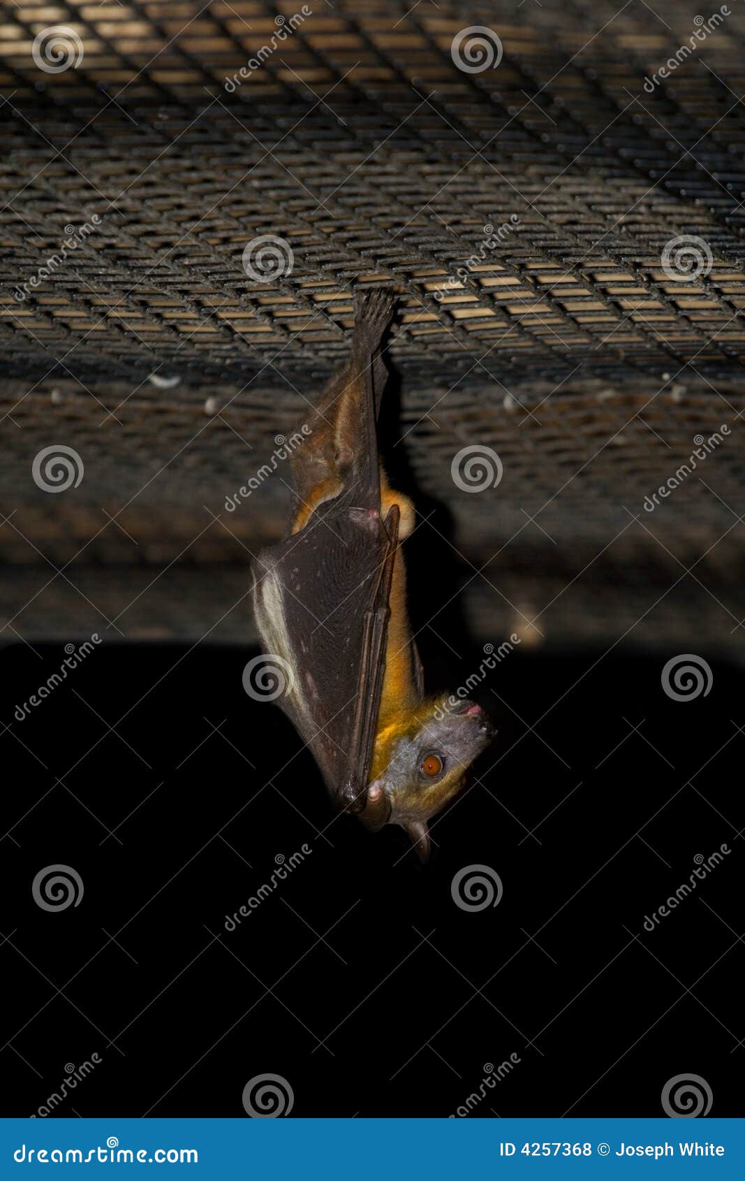 Megabat Hanging On The Tree Branch. Bat Is Hanging On The Tree. Flying ...