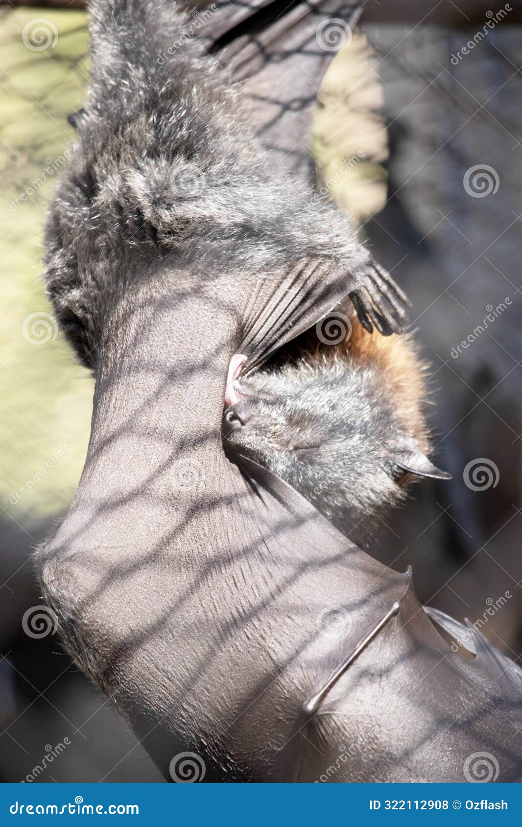 The Fruit Bat is Hanging from a Frame Stock Photo - Image of tree ...