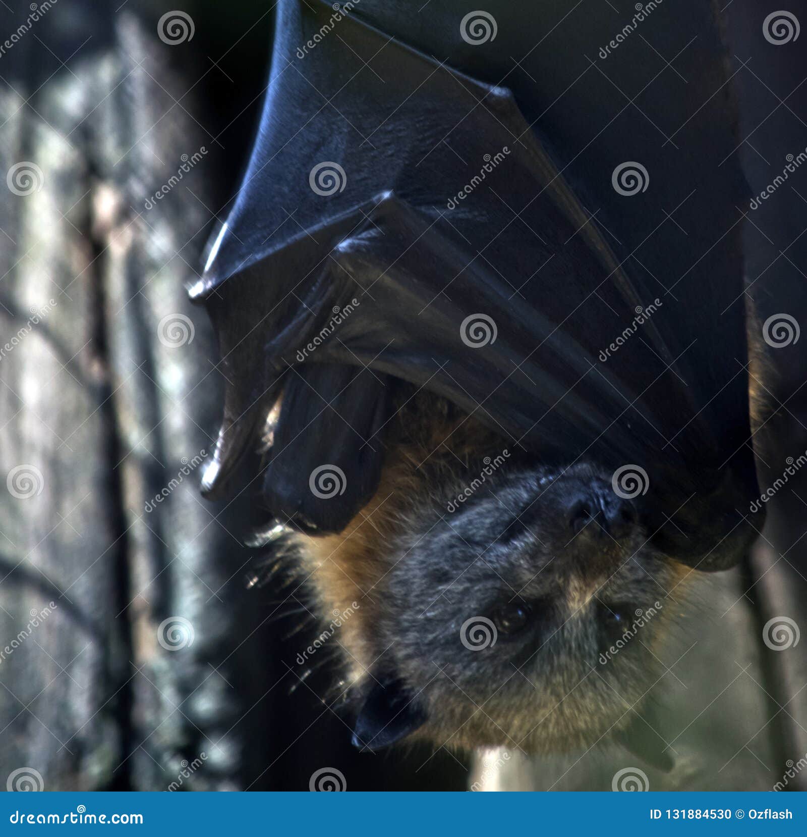 A fruit bat stock photo. Image of australia, feathers - 131884530