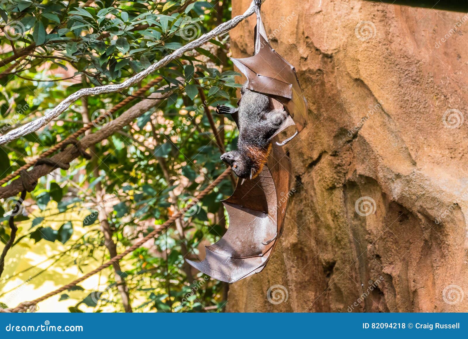 Fruit Bat stock photo. Image of animal, nature, rainforest - 82094218