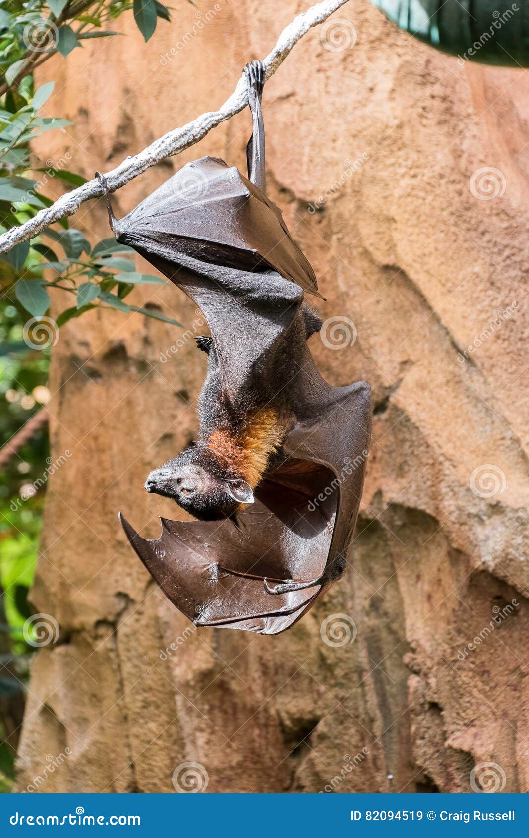 Fruit Bat stock image. Image of outdoor, asia, hanging - 82094519